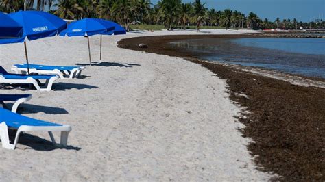 Seaweed Piles In Florida May Contain Flesh Eating Bacteria Fox News
