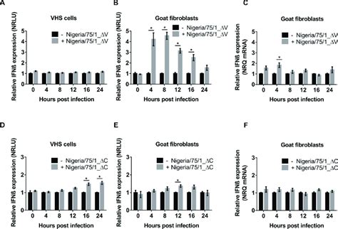Ifn β Induction During The Infection Of Vhs Cells Or G4 Cells With Pprv