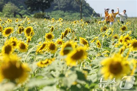 해바라기 정원 안에서 뉴스1