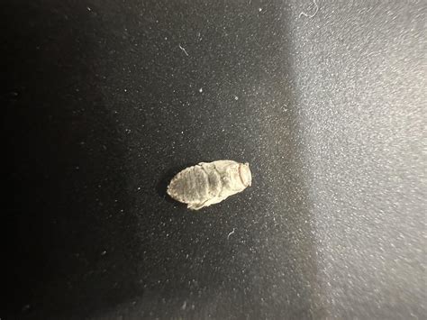 Is This A Bed Bug Or Its Exoskeleton Rbedbugs
