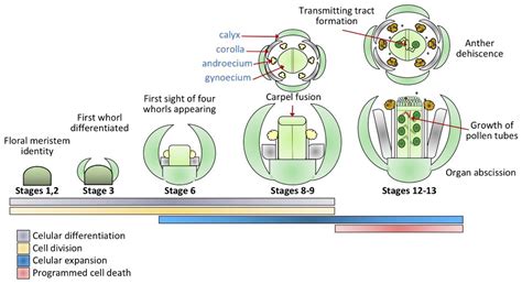 Building A Flower The Influence Of Cell Wall Composition On Flower