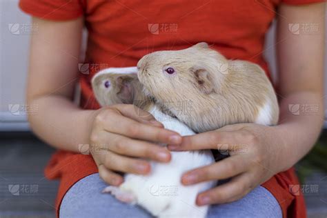 两只豚鼠舒服地坐在女孩的腿上。