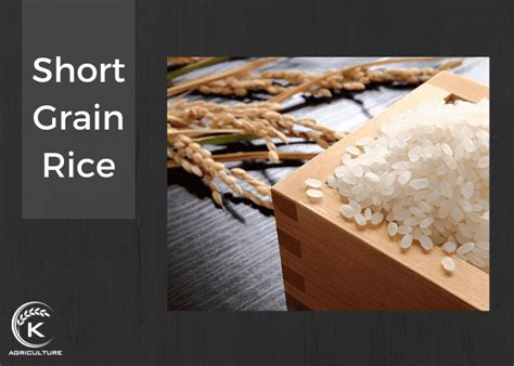 Comparison Between Long Grain Rice Vs Short Grain Rice K Agriculture