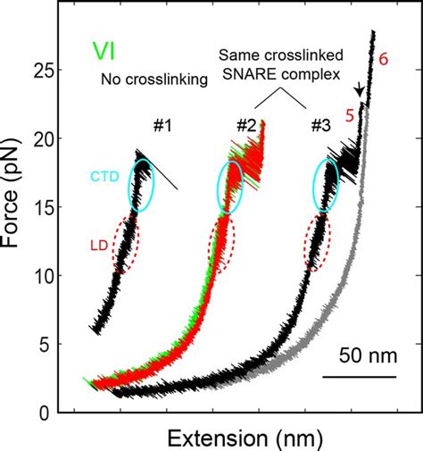 Figures And Data In Munc18 1 Regulated Stage Wise Snare Assembly Underlying Synaptic Exocytosis