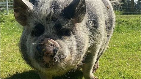 Pet Kunekune pig killed in Storridge in suspected meat heist - BBC News