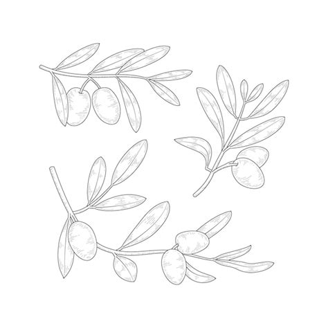 Free Vector Hand Drawn Olive Branch Drawing Illustration