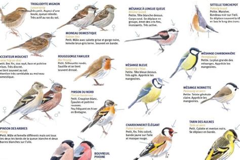 Ce Week End Tout Le Monde Compte Les Oiseaux