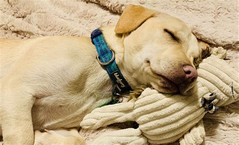 Separation Anxiety Dog About Separation Anxiety