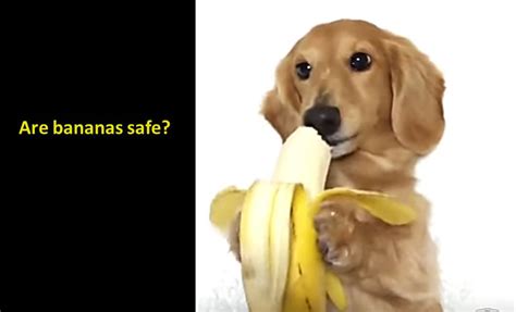Can Dogs Eat Bananas