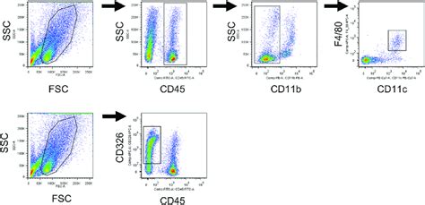 The Expression Of Cell Surface Markers In Primary Lung Cell Suspension