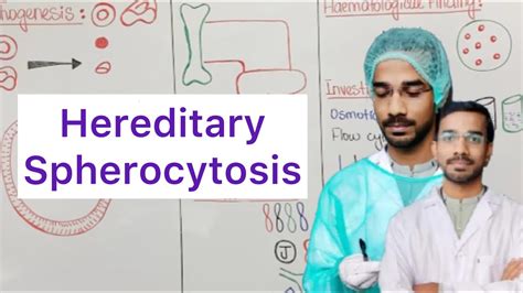 Hereditary Spherocytosis Pathogenesis Clinical Features Lab