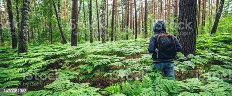 무성한 고사리 덤불 중 화창한 여름 숲에서 배낭을 가진 남자 소나무 숲에서 양치류에 남자와 아름다운 삼림 녹색 풍경 뒤에서 볼 수 있습니다 숲속의 울창한 덤불 사이에서