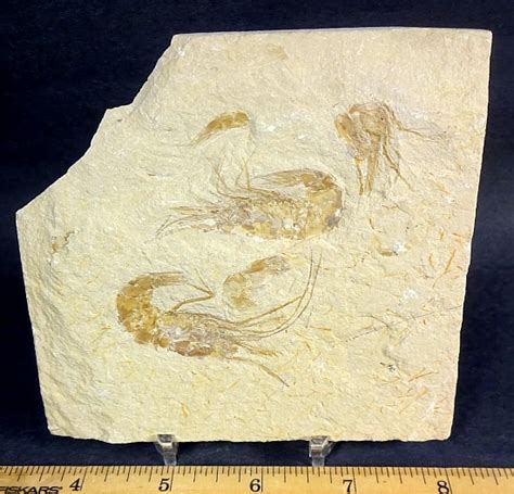 Fo103 Fossilized Shrimp The Rock Shed