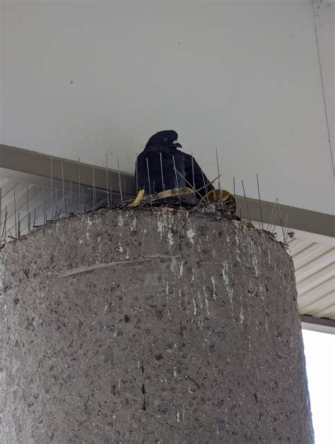 Nothing Can Stop This Nesting 🪹🪹 Scrolller