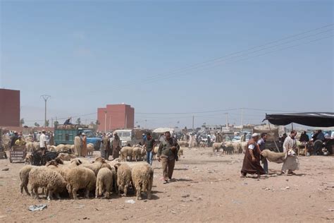 Taking A Sheep Belfaa Raingod