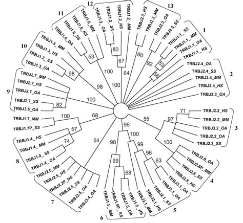 The Bayesian Phylogenetic Tree Of Mammalian Trbj Genes