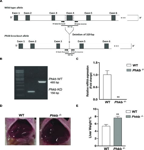 Generation Of Phosphorylase Kinase Beta Deficient Mouse A Schematic Download Scientific