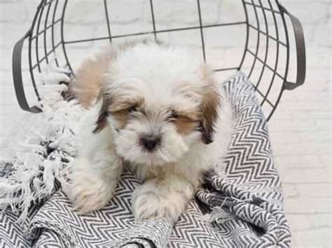 Teddy Bear Puppies Petland Novi Michigan