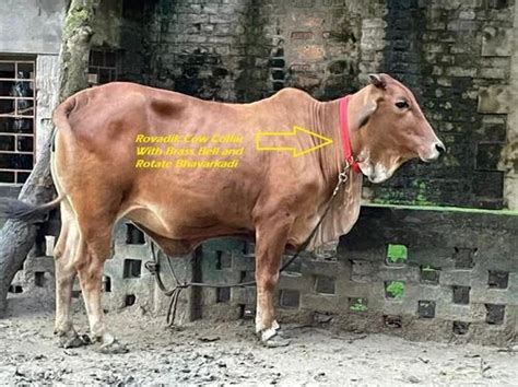 Cow Neck Collar With Bell At ₹ 150piece Cow Neck Collar In Kanpur