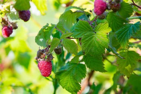 Ripe Branch Of Raspberry On Bush In The Garden Stock Image Image Of