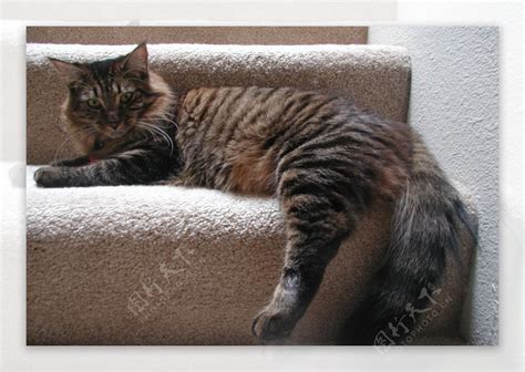 宠物猫图片素材 编号08340766 图行天下