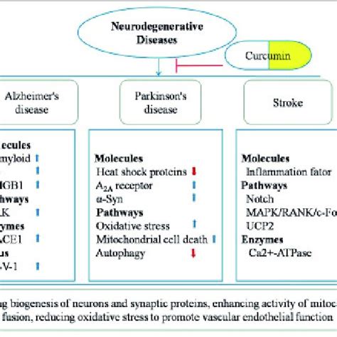 Potential Roles And Molecular Mechanisms Of Curcumin On Diabetes And