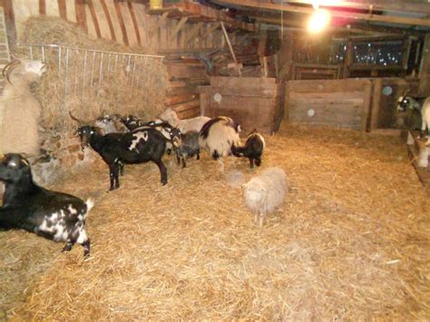 Chevre Qui Chevauche