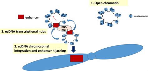 The Epigenetic And Transcriptional Landscape Download Scientific Diagram