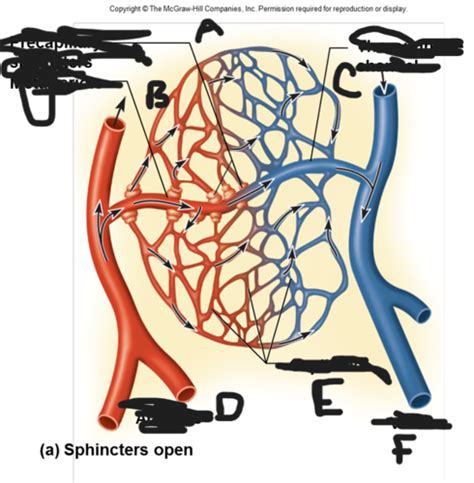 The Cardiovascular System Blood Vessels Flashcards Quizlet