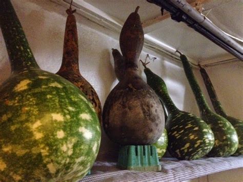 Grow Grow Moldy Gourds Curing Speckled Swan Gourds