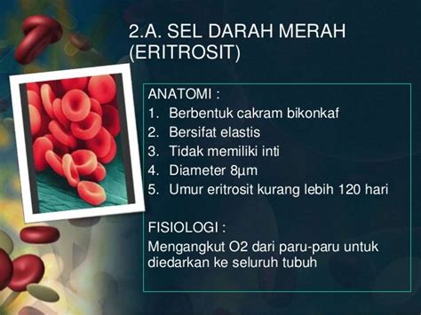 Anatomi Fisiologi Sistem Hematologi