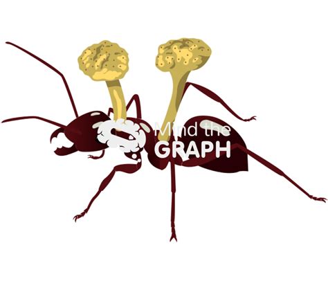 Free Cordyceps Fungus Ant Icons Symbols Pictures And Images Mind