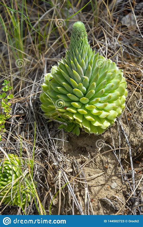 Beautiful Rosette Houseleek Sedum Stock Image Image Of Rosette