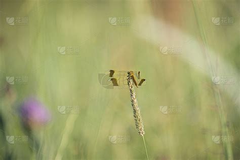 蜻蜓在草尖上