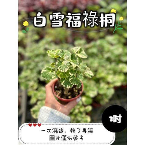 🪴【植入你心 】白雪福祿桐 銀邊福祿桐 觀葉植物 3吋盆 定價60特價50 蝦皮購物