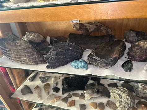 My Grandma Is Looking To Sell Some Of Her Fossils Does Anyone Know The