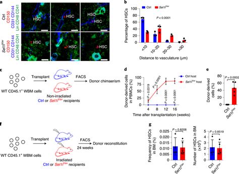 Flow Gating Strategy Representative Gating Strategy Used In B Cell