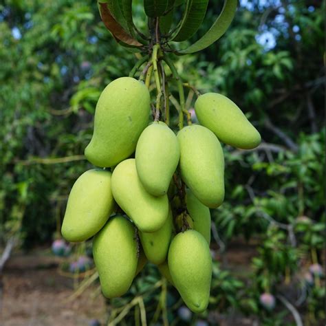 México Ha Batido Récord De Producción De Mango En 2023 La Voz Del Campo