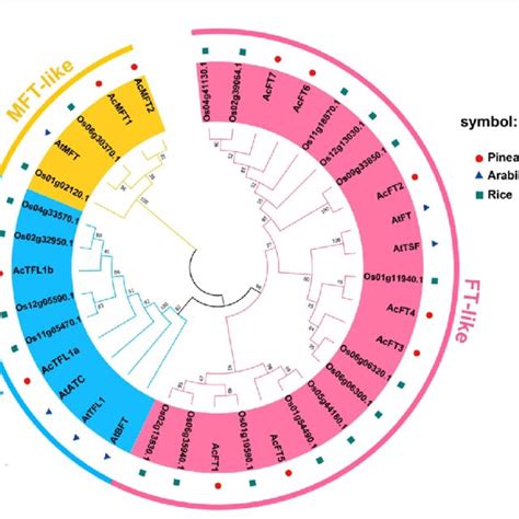 The Phylogenetic Analysis Of Pebp Proteins Among Pineapple Arabidopsis