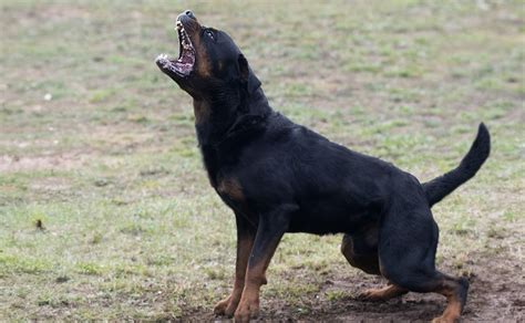 ¿qué Son Los Perros Asilvestrados Rechazan La Caza De Los Animales
