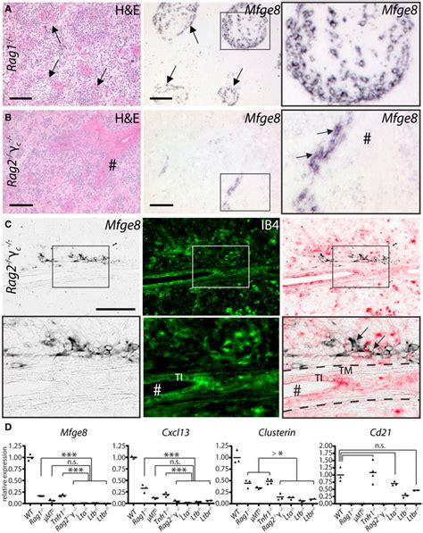 Mfge8 Cells In Mice Lacking Lymphocyte Subsets Download Scientific