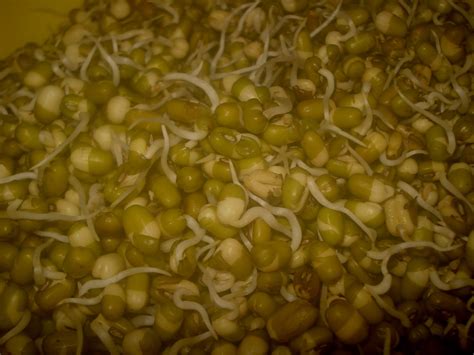 Jays Veg Kitchen Mooga Ghashi Sprouted Green Gram Curry