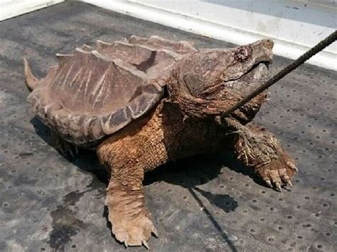 被害者と思うならどうする ワニガメ生態研究所
