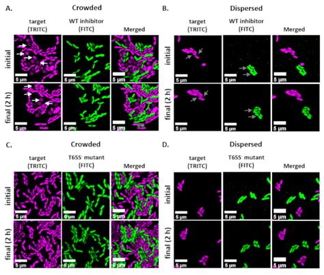 Bacterial Co Incubation Assay A Fluorescence Microscopy Based