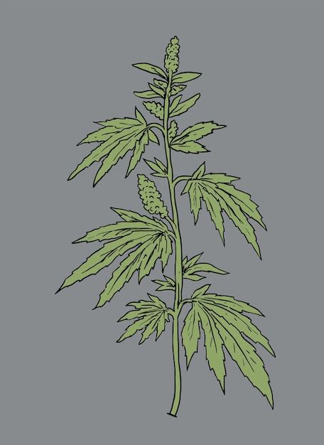 Hierba De Marihuana Ganja Vector Premium
