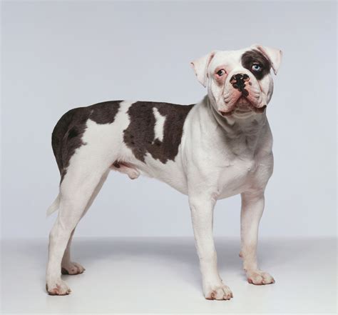 How Many Breeds Of Bulldogs