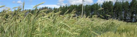 High Yielding Winter Cereal Varieties Thunder Bay Federation Of