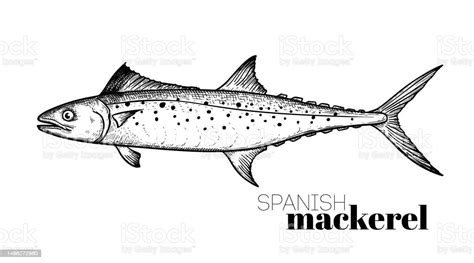Hand Drawn Sketch Style Spanish Mackerel Fish Restaurant Menu Element