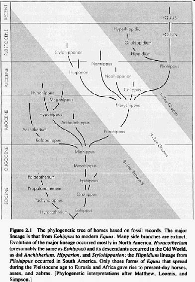Gradualist Perspective On Equid Evolution