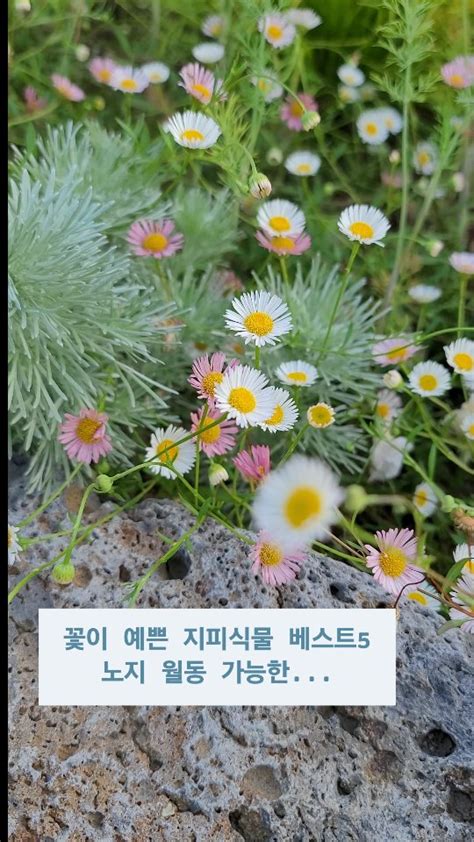 움트리바람의 정원 푸른 베로니카가 흐드러지게 피었지만 노지 장미꽃 소식은 밤이 아직 차가운 이곳에선 아직입니다 하지만 저에겐 서윤아방님네서 데려온 피루엣